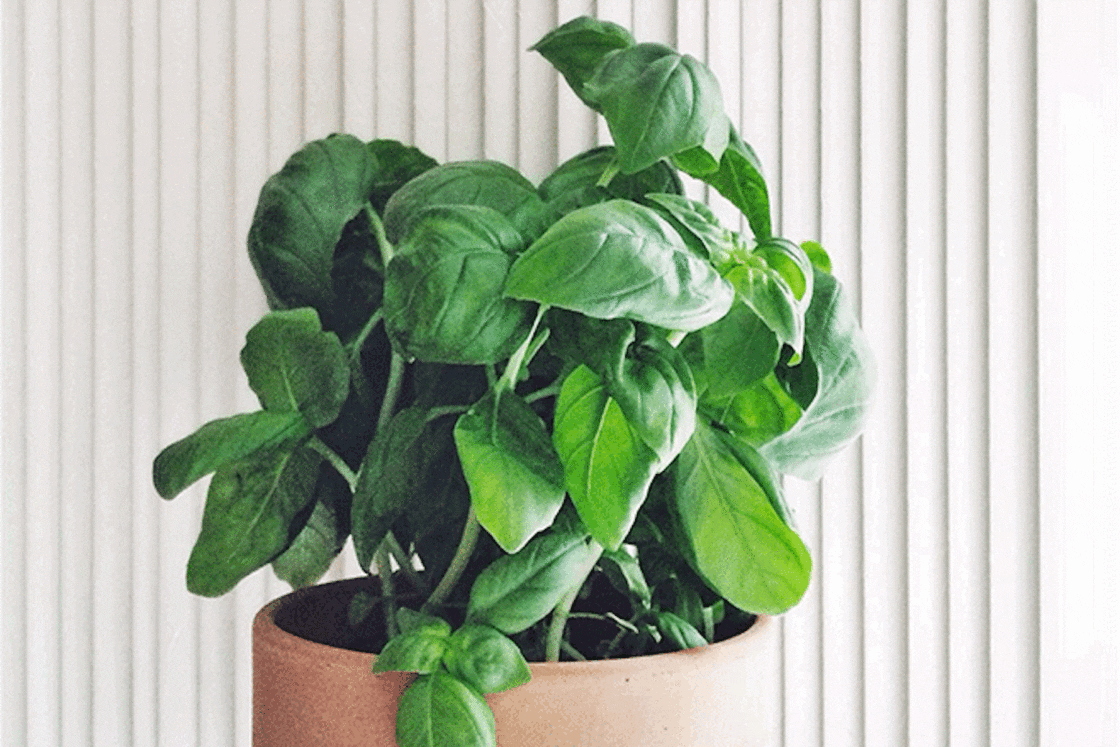The Surprising Health Benefits of Basil - Darling Magazine
