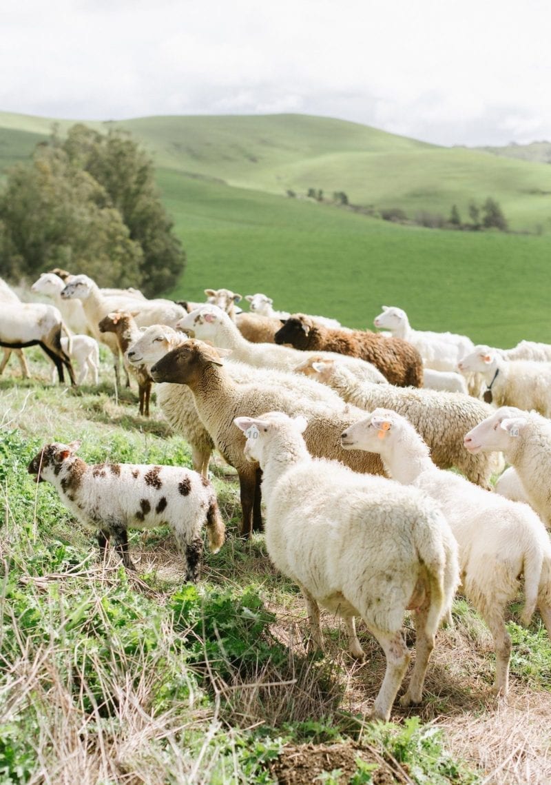 A Day in the Life of a Modern Day Shepherd - Darling Magazine